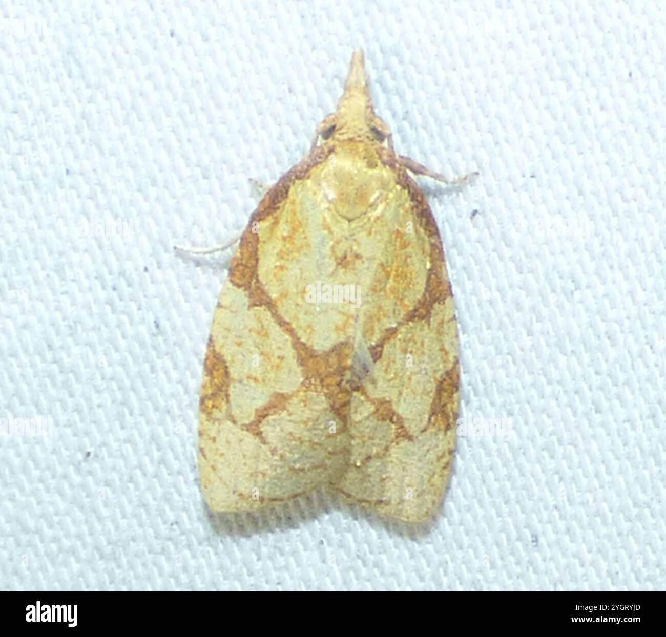 Reticulated Fruitworm Moth (Cenopis reticulatana Stock Photo - Alamy
