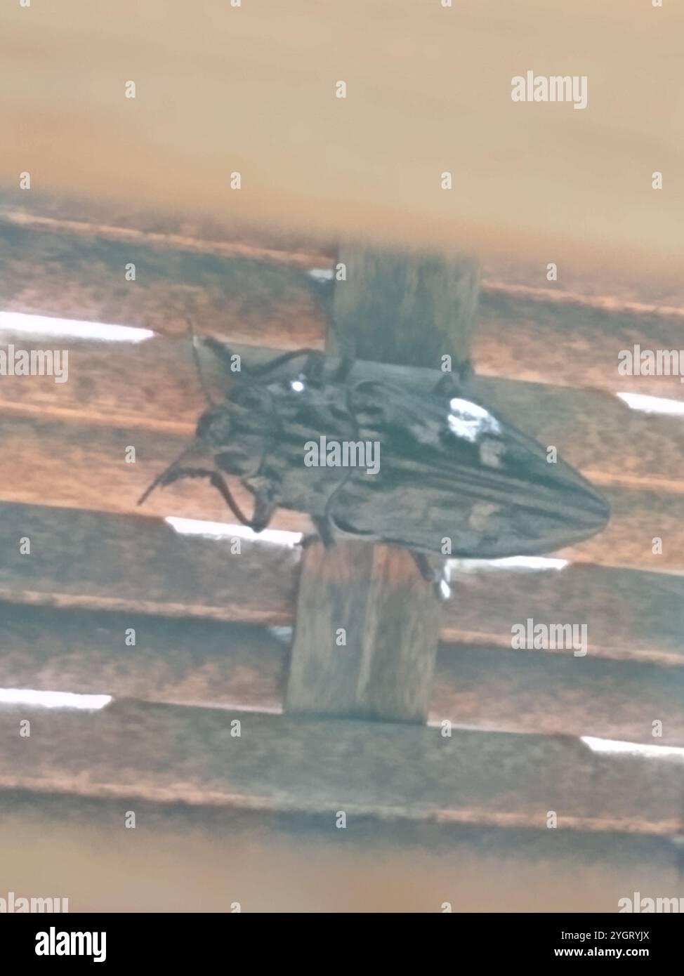 Western Sculptured Pine Borer (Chalcophora angulicollis Stock Photo - Alamy