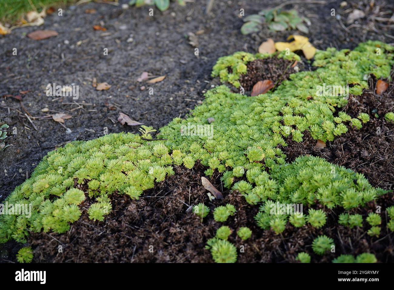 minimalist image of irish saxifrage (saxifraga rosacea) plant during ...