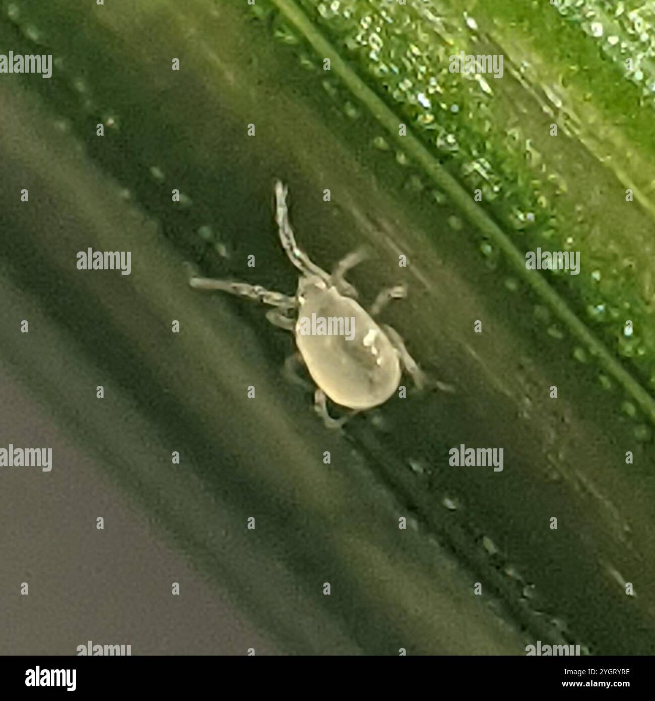 Mites and Ticks (Acari Stock Photo - Alamy
