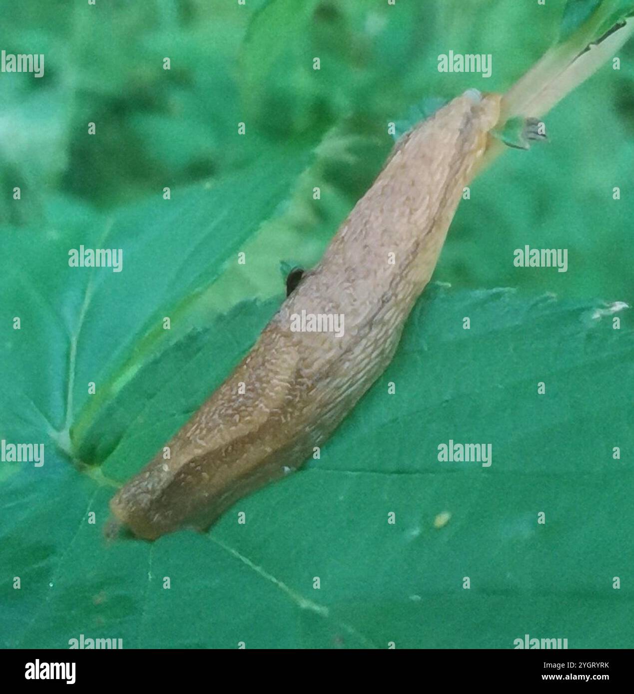 Northern Dusky Slug (Arion fuscus Stock Photo - Alamy