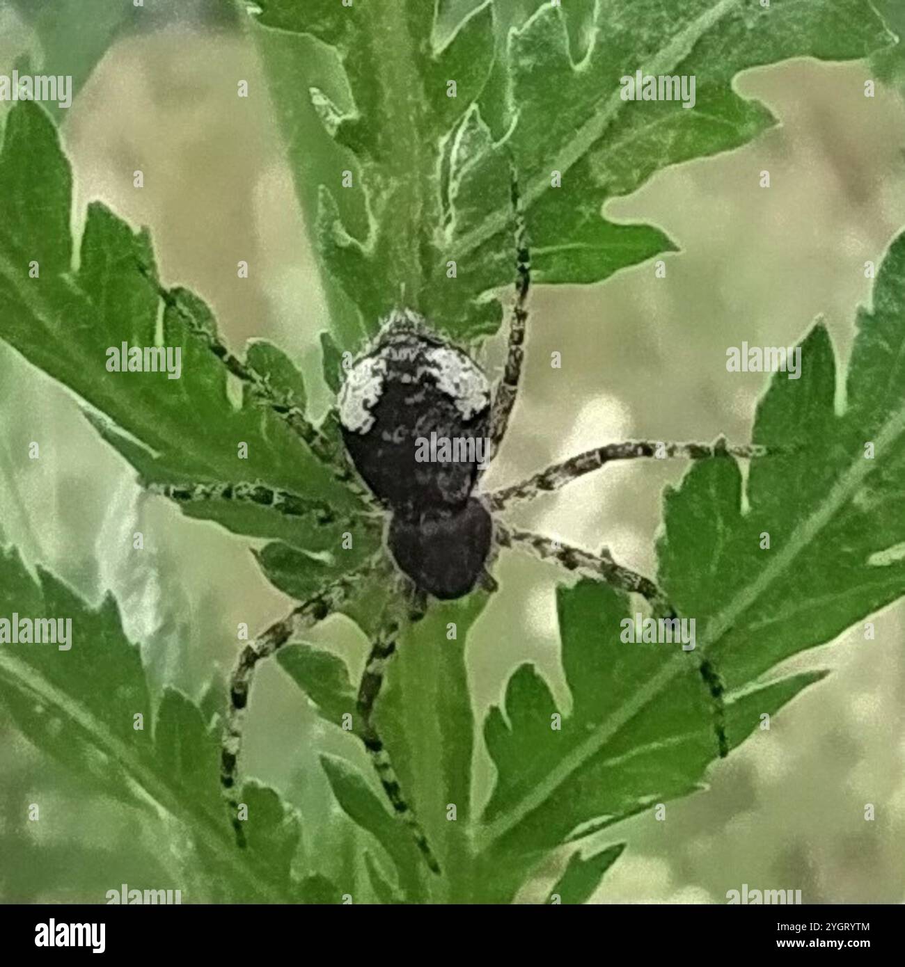 Running Crab Spiders (Philodromus Stock Photo - Alamy