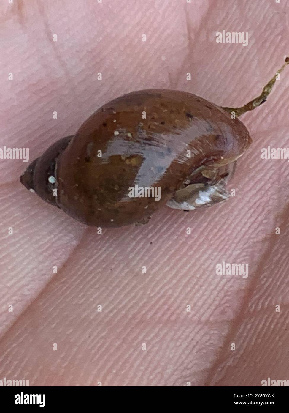 Bladder Snails (Physidae Stock Photo - Alamy