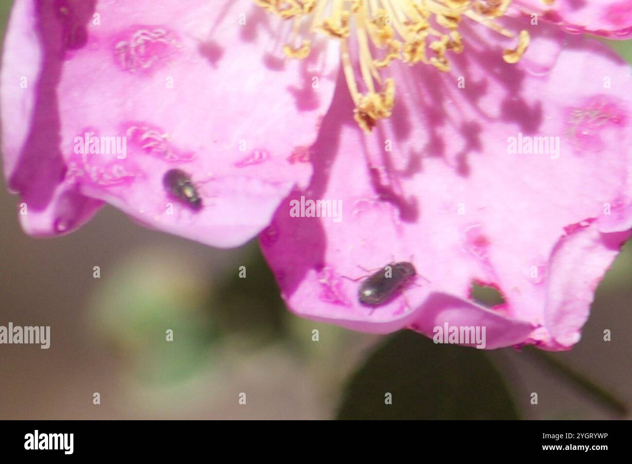 Short-winged Flower Beetles (Kateretidae Stock Photo - Alamy