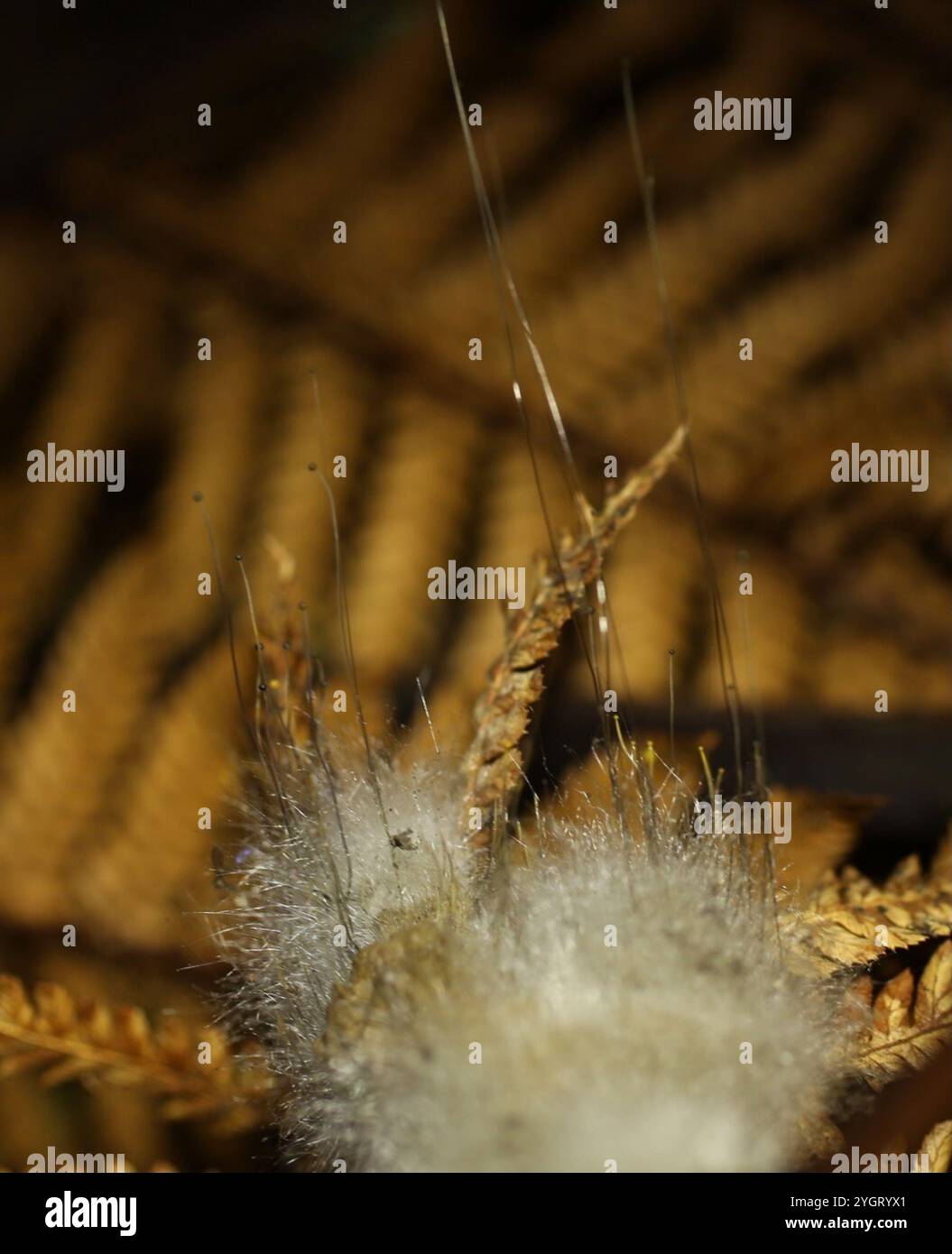 Phycomyces hi-res stock photography and images - Alamy