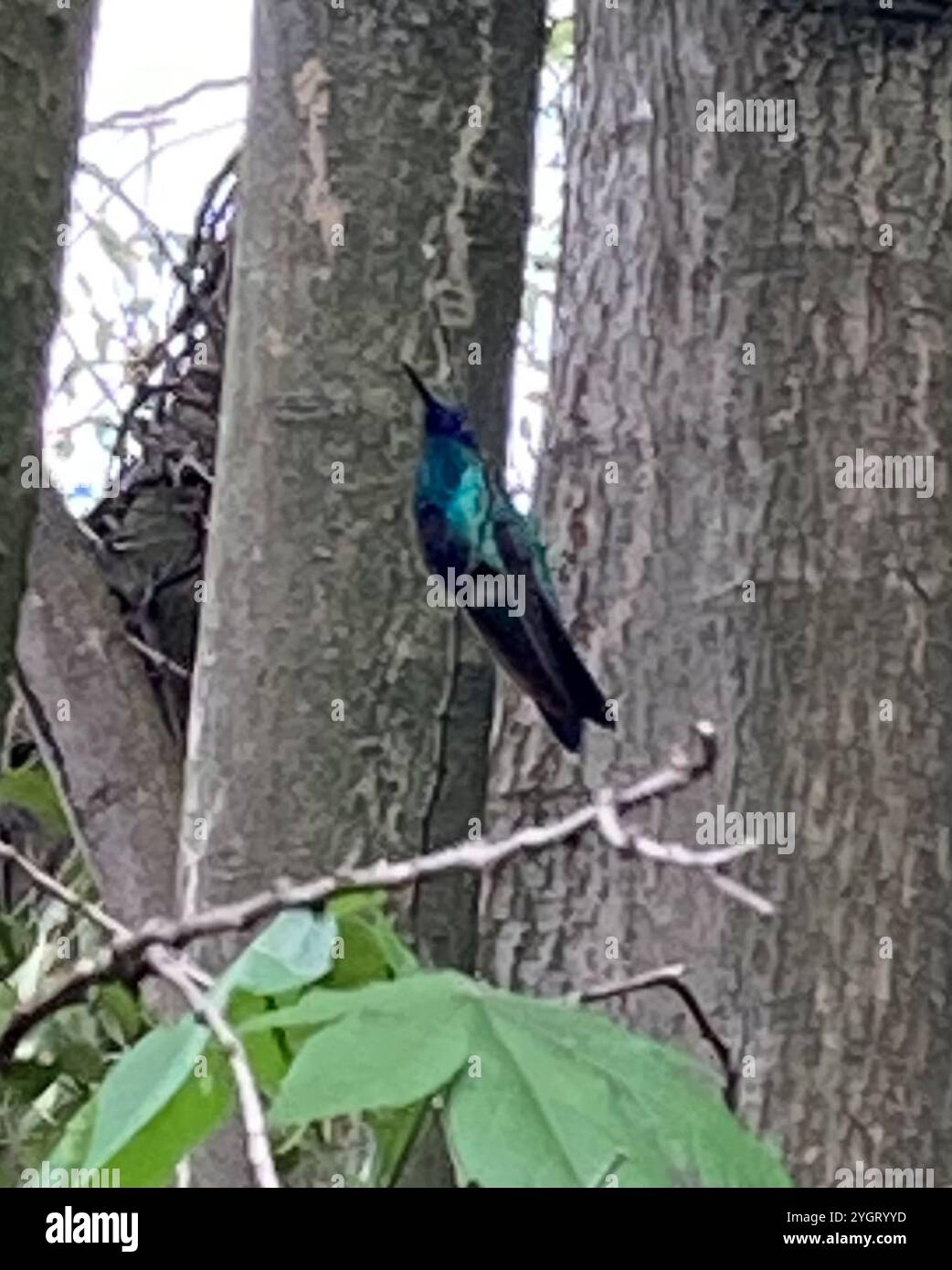 Sparkling Violetear (Colibri coruscans Stock Photo - Alamy