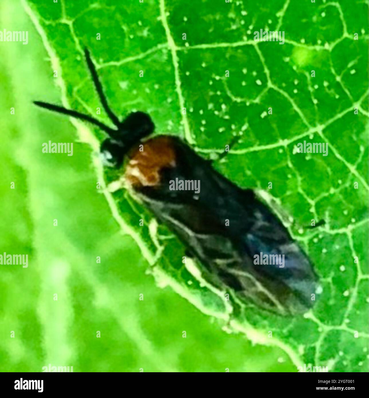 Common Sawflies (Tenthredinidae Stock Photo - Alamy