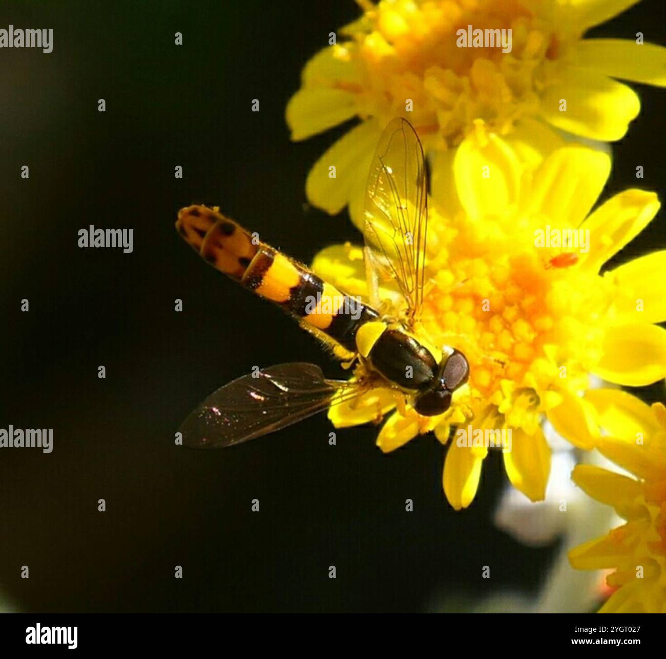 Common Globetail (Sphaerophoria scripta Stock Photo - Alamy