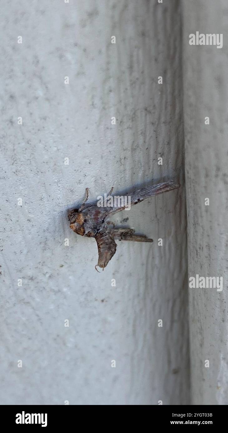 Dark Marathyssa Moth (Marathyssa inficita Stock Photo - Alamy