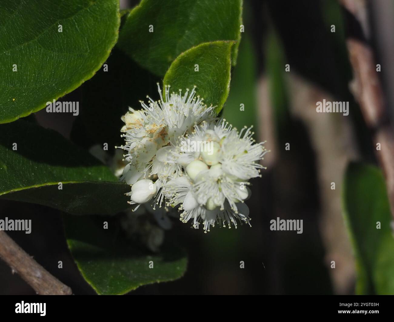 sapphire-berry (Symplocos paniculata Stock Photo - Alamy
