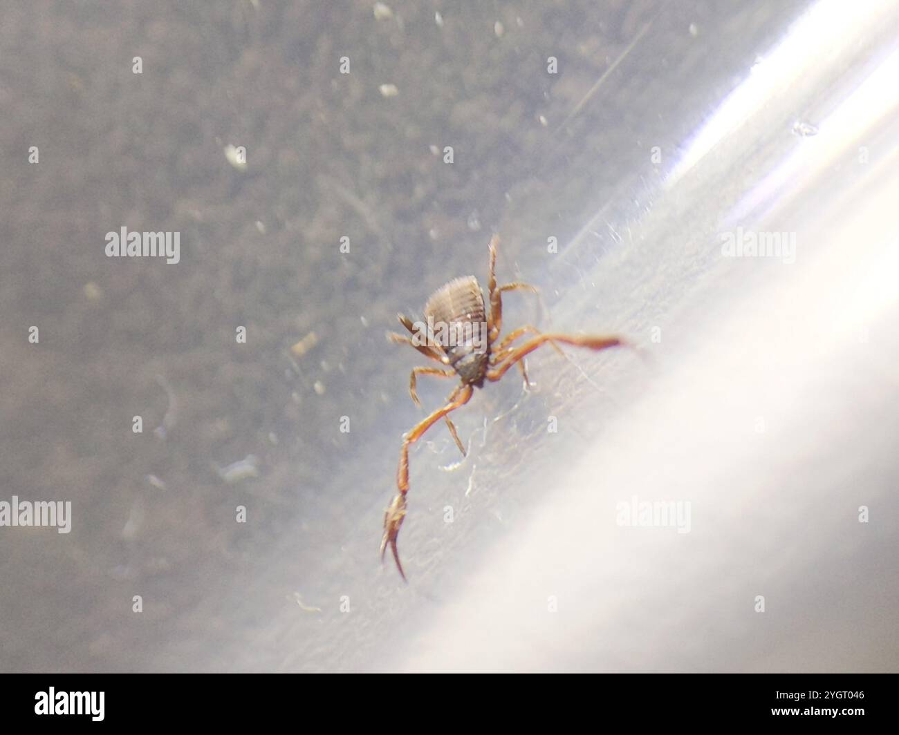 House pseudoscorpion chelifer cancroides hi-res stock photography and ...
