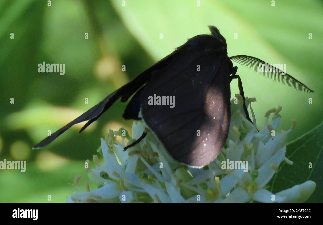 Virginia ctenucha moth virginica hi-res stock photography and images ...