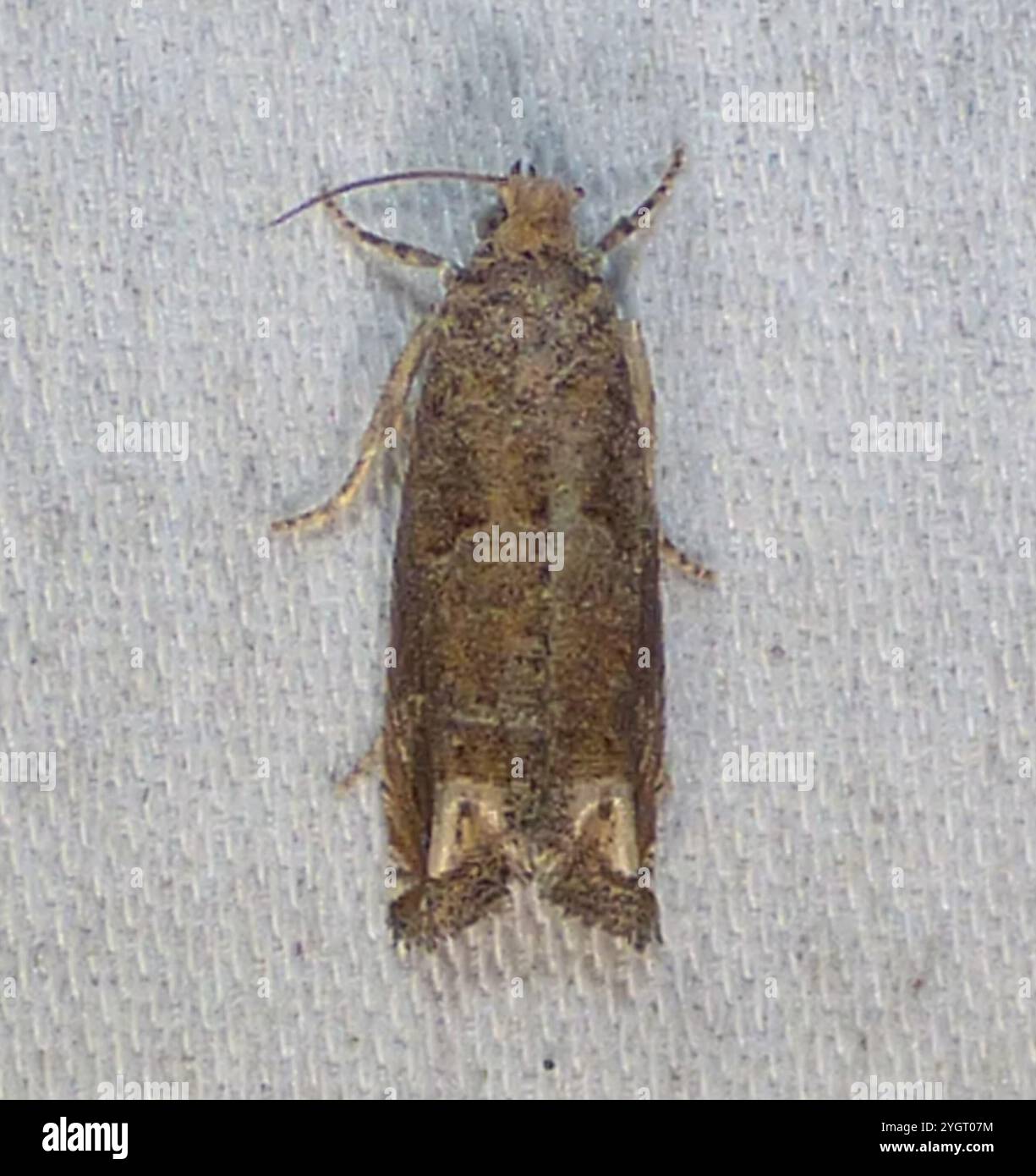 Ragweed Borer Moth (Epiblema strenuana Stock Photo - Alamy