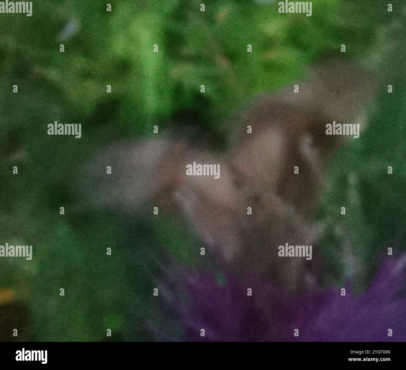 Plusiine Looper Moths (Plusiinae Stock Photo - Alamy