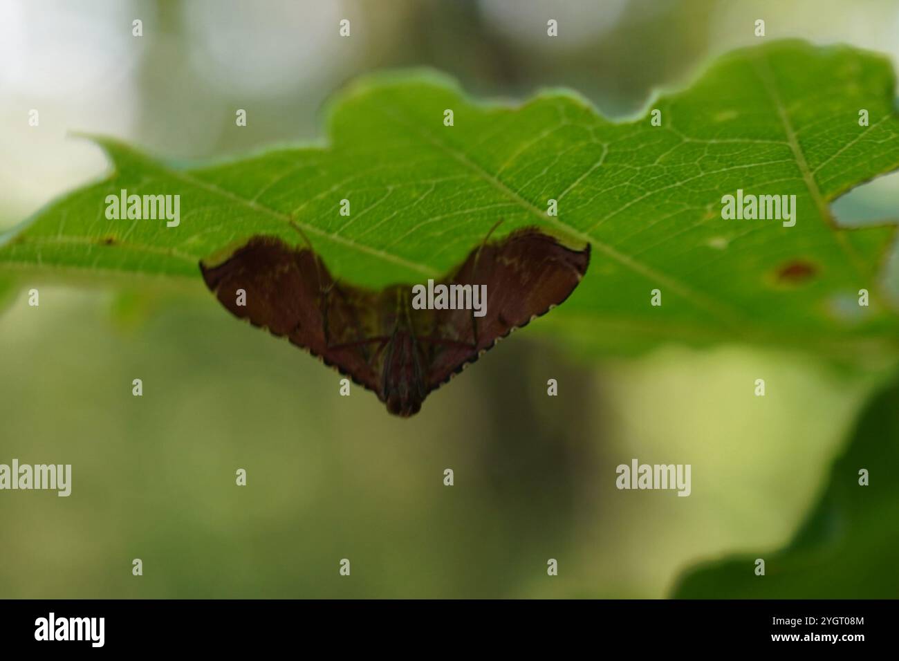 Endotricha hi-res stock photography and images - Alamy