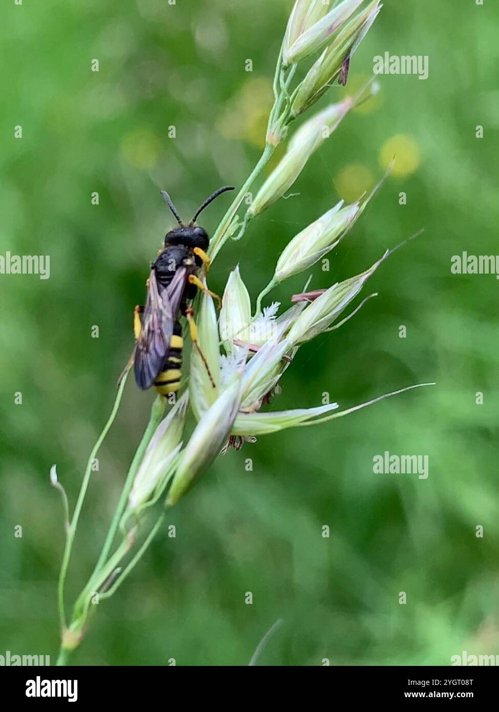 Ornate-tailed Digger Wasp (Cerceris rybyensis Stock Photo - Alamy