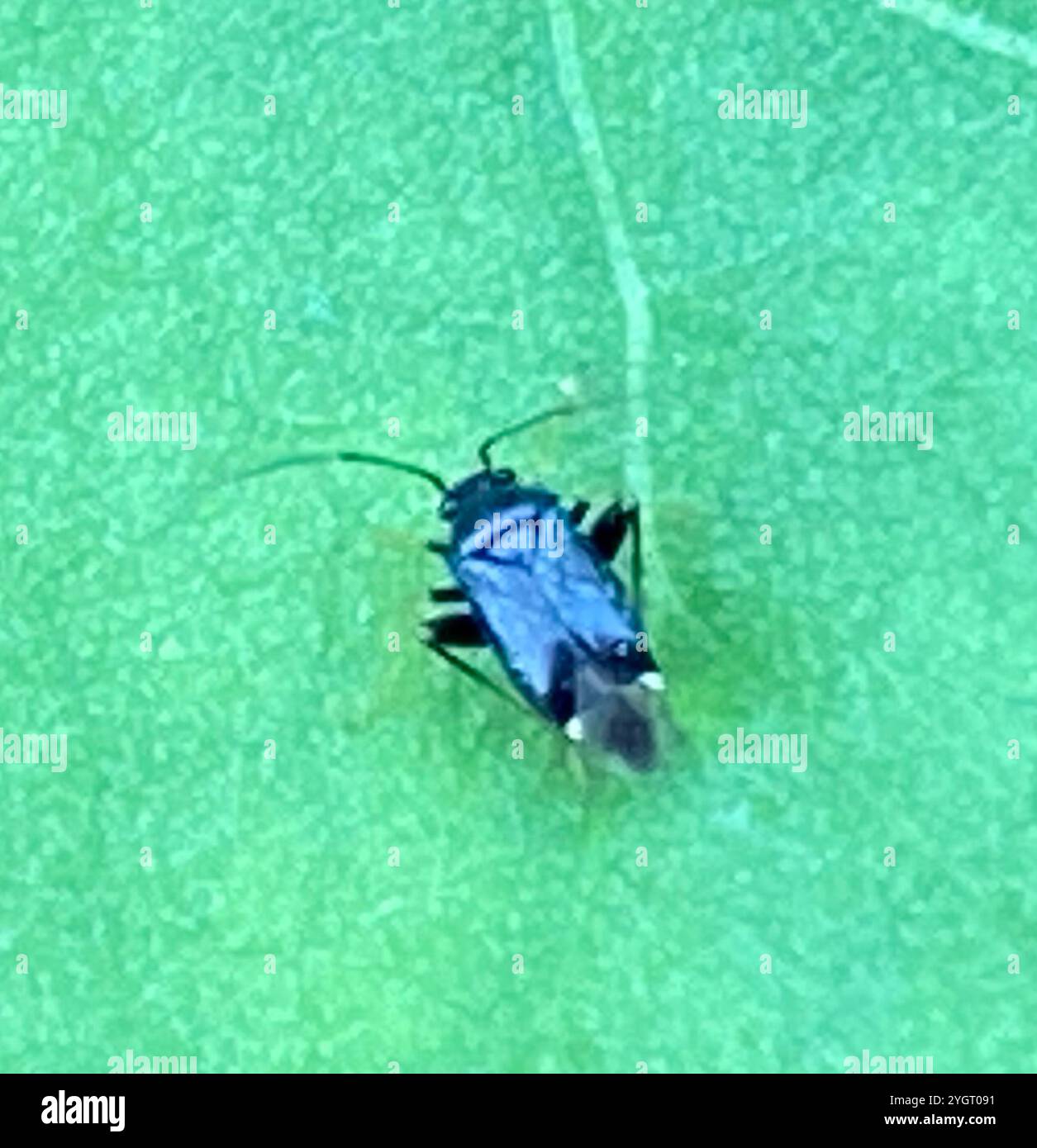 Garden Fleahopper (Microtechnites bractatus Stock Photo - Alamy