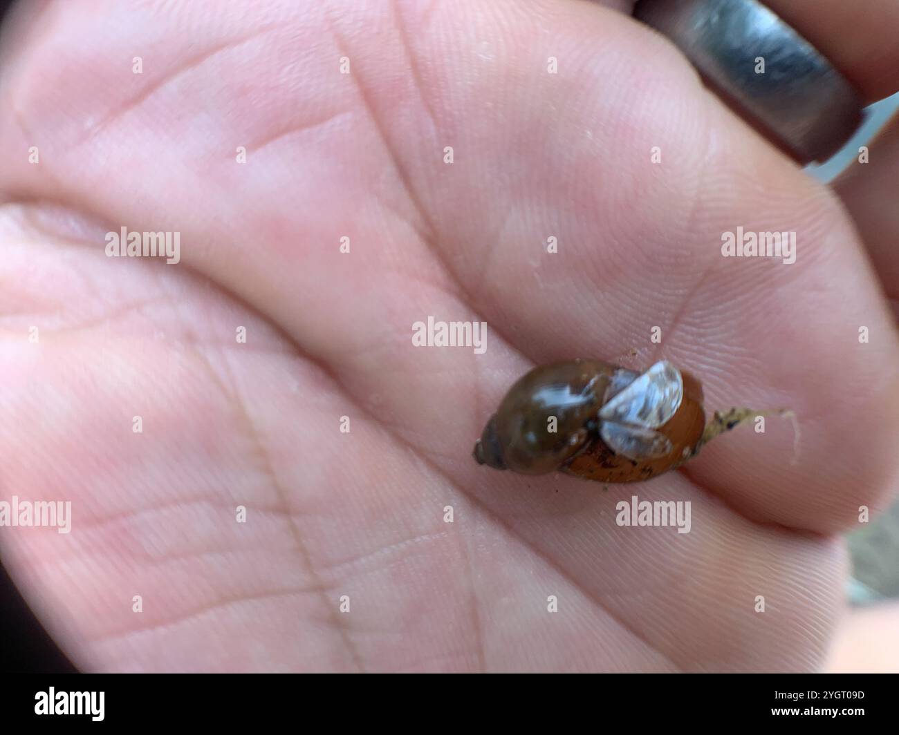 Bladder Snails (Physidae Stock Photo - Alamy