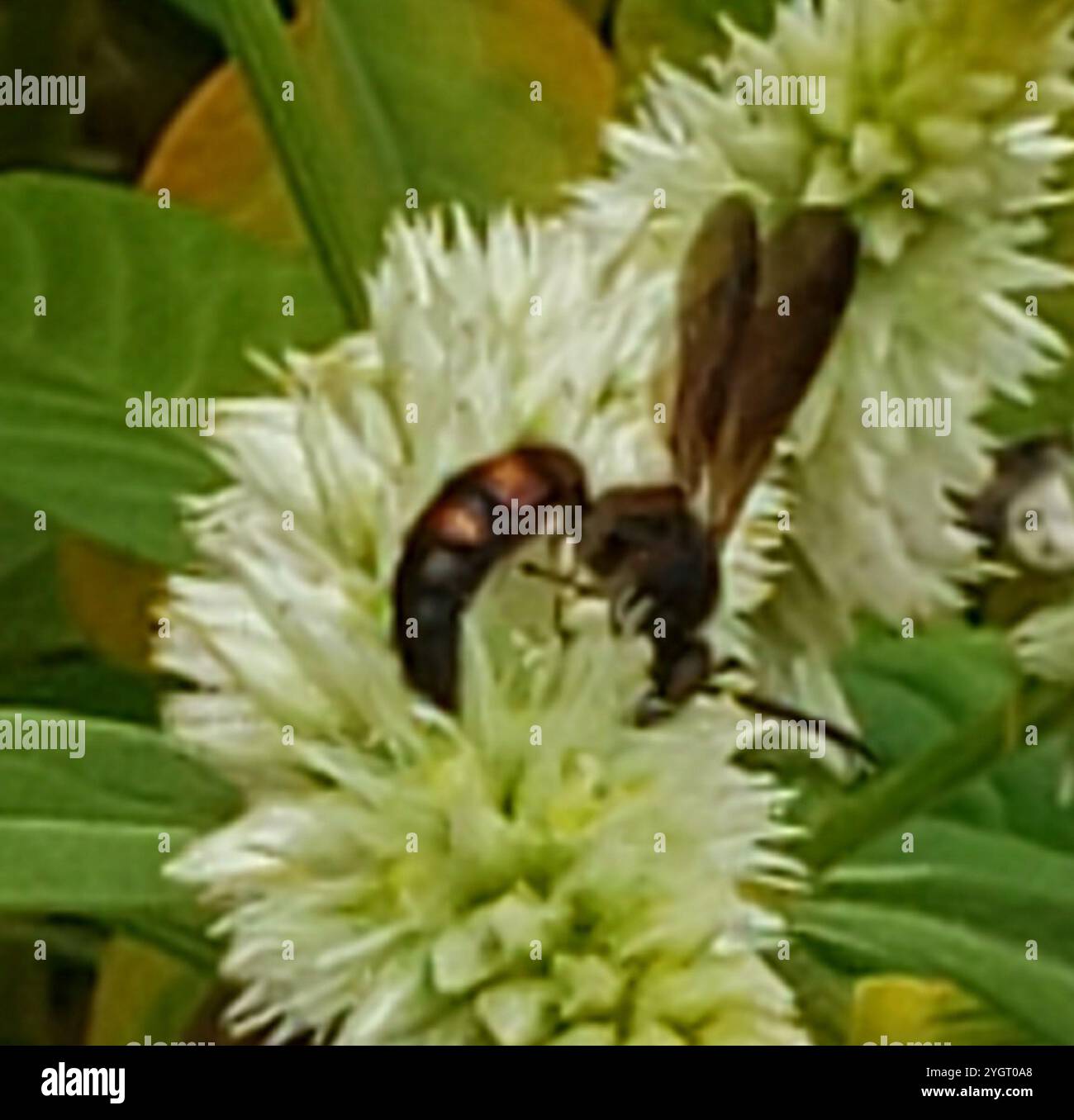 Noble Scoliid Wasp (Scolia nobilitata Stock Photo - Alamy