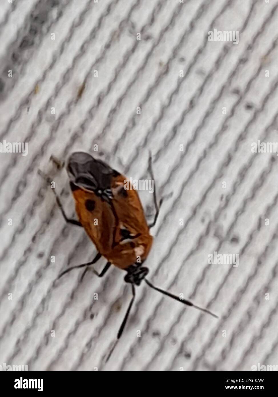 Deraeocoris punctum hi-res stock photography and images - Alamy