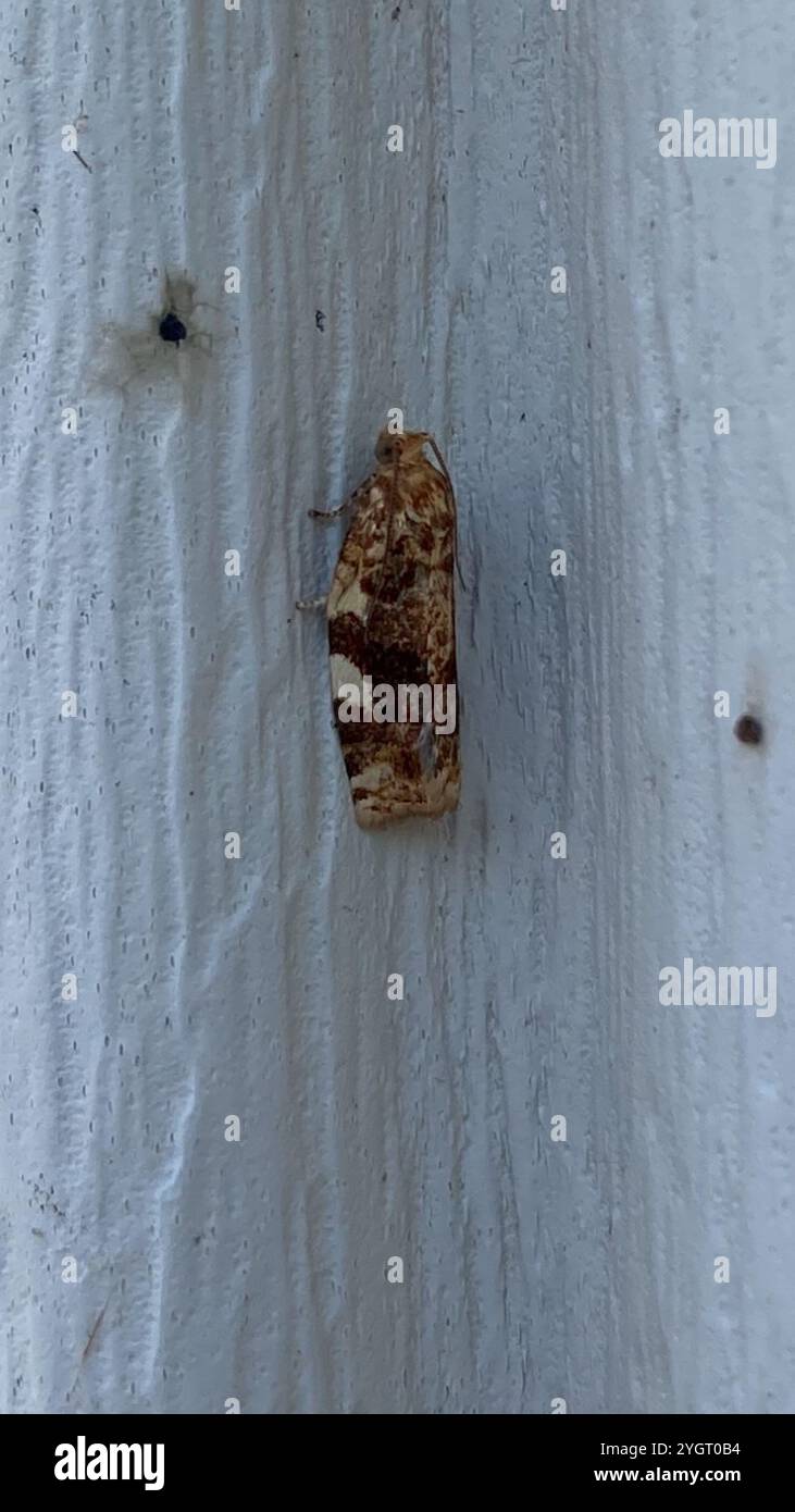 Fruit-tree Leafroller Moth (Archips argyrospila Stock Photo - Alamy