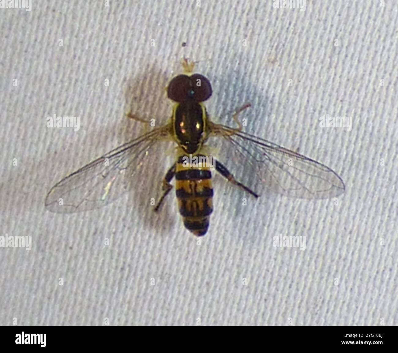 Eastern Calligrapher (Toxomerus geminatus Stock Photo - Alamy