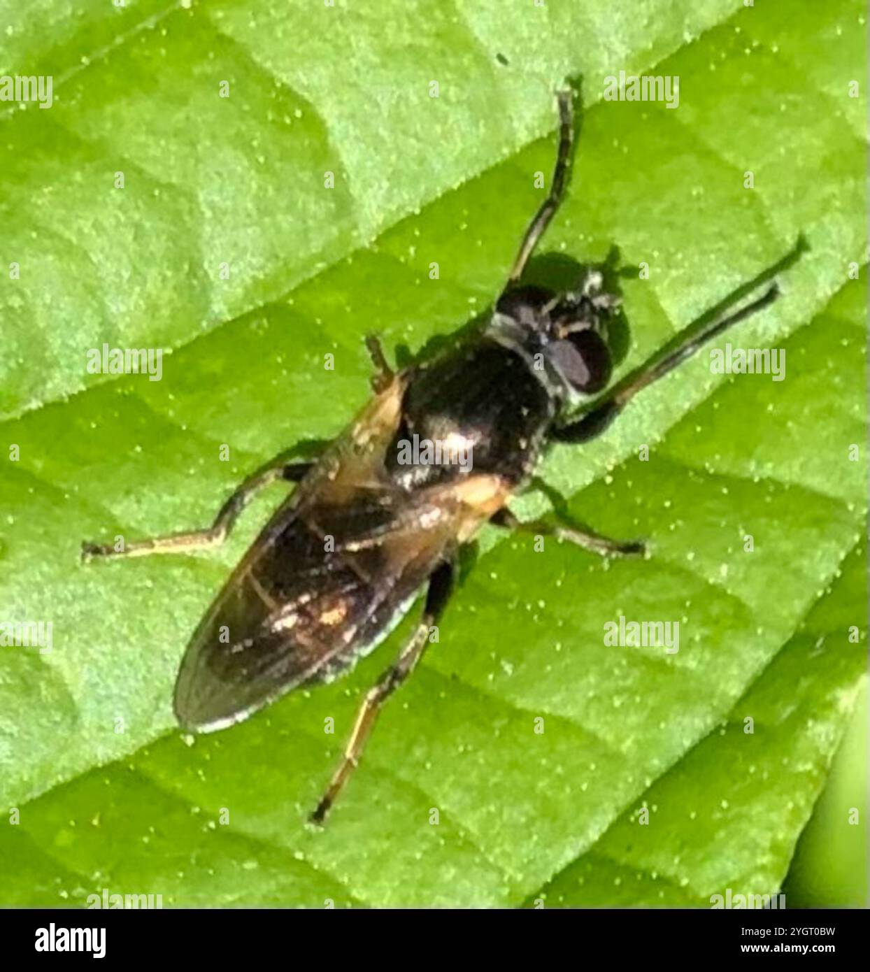 Pegleg Flies (Myolepta Stock Photo - Alamy