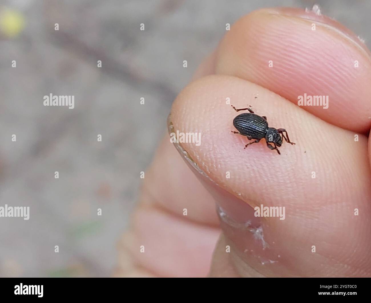 Strawberry Root Weevil (Otiorhynchus ovatus Stock Photo - Alamy