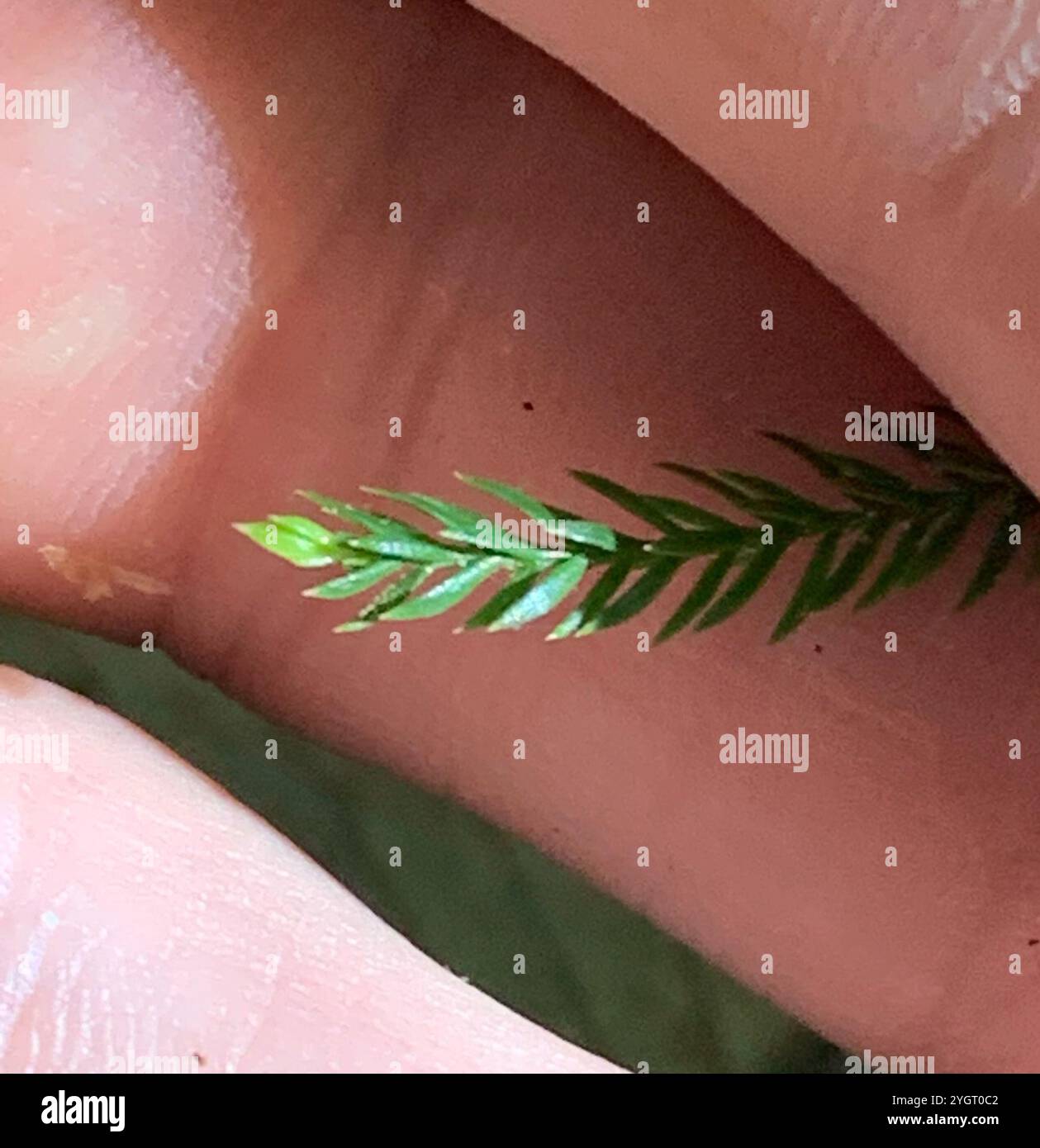 flat-branched tree-clubmoss (Dendrolycopodium obscurum Stock Photo - Alamy
