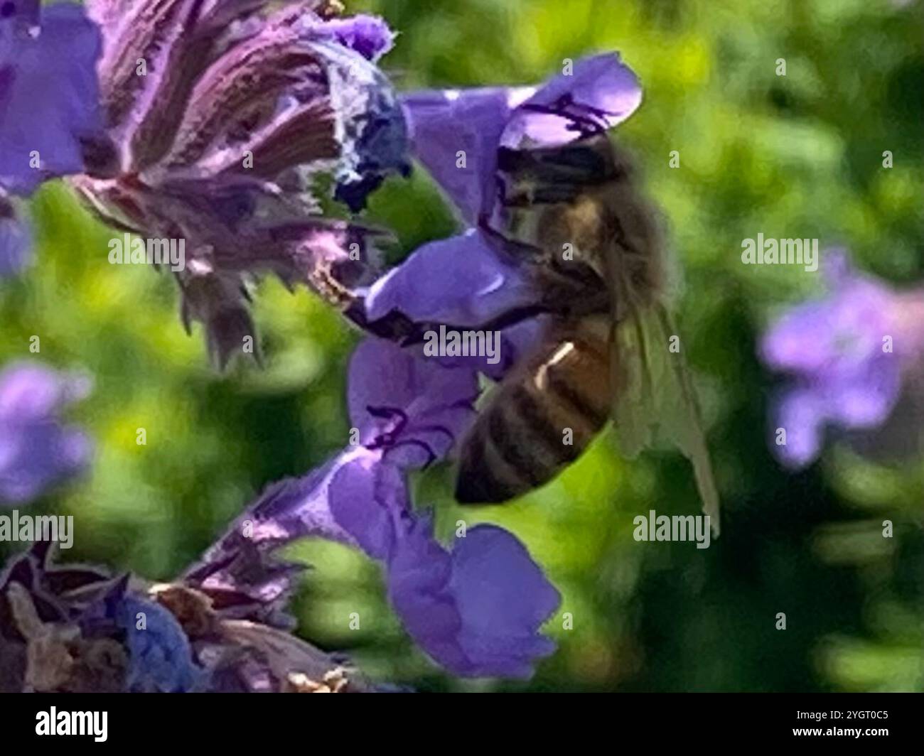 Western Honey Bee (Apis mellifera Stock Photo - Alamy