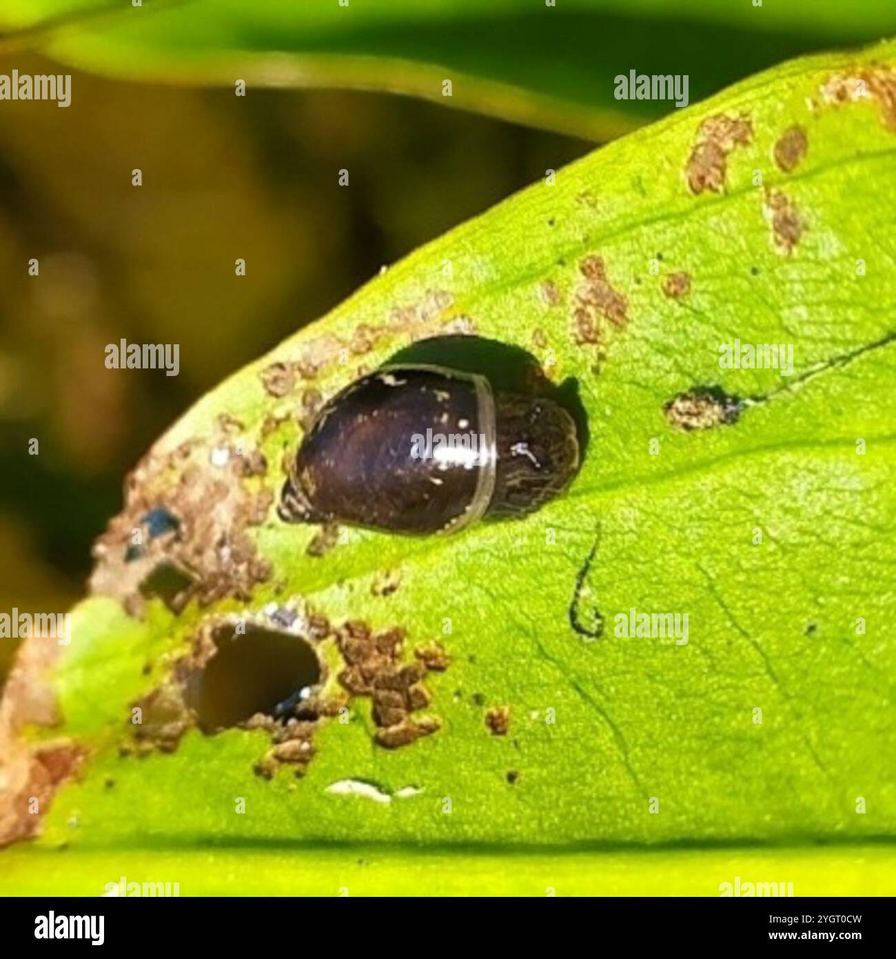 Slender Amber Snail (Oxyloma elegans Stock Photo - Alamy