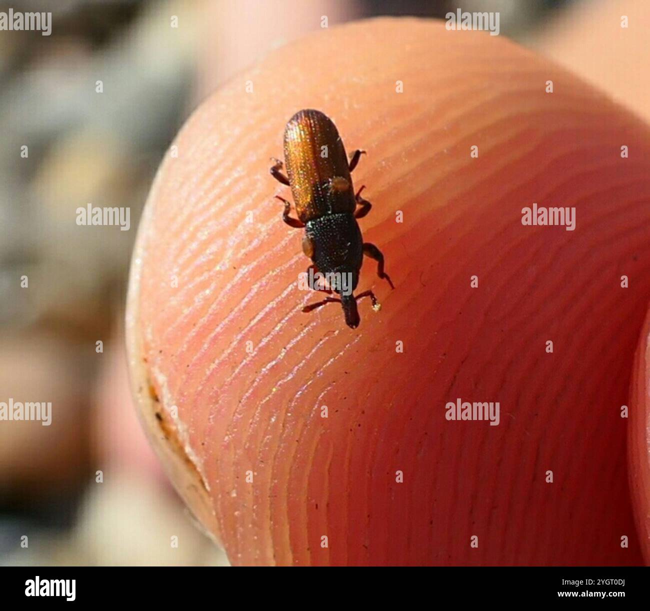 Mesites hi-res stock photography and images - Alamy