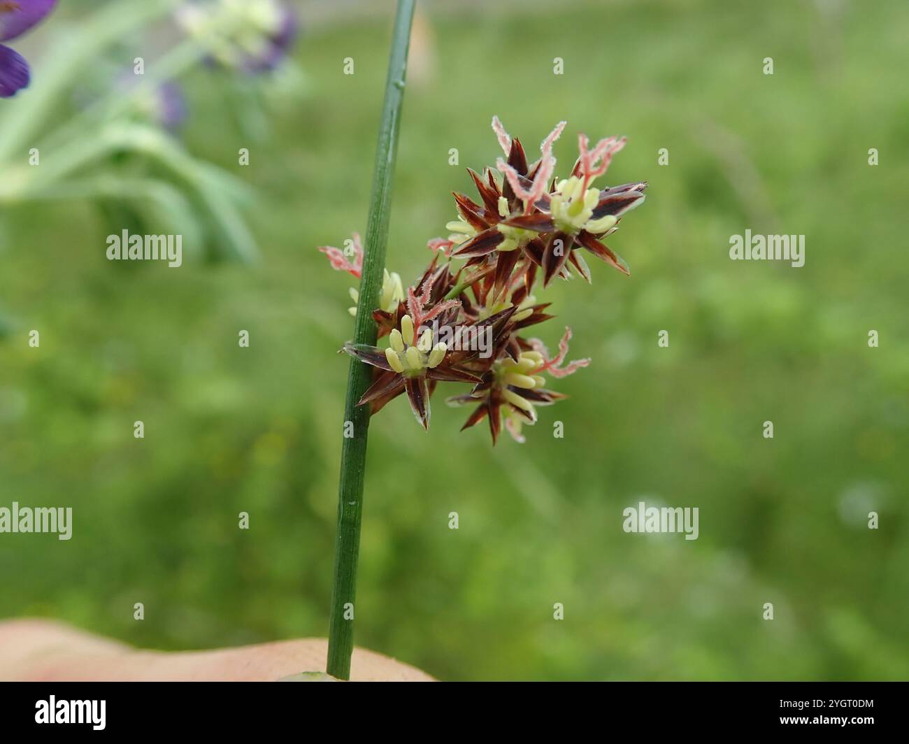 Arctic Rush (Juncus arcticus Stock Photo - Alamy