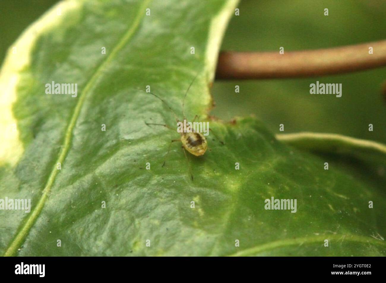 Crescent-marked Lily Aphid (Neomyzus circumflexus Stock Photo - Alamy