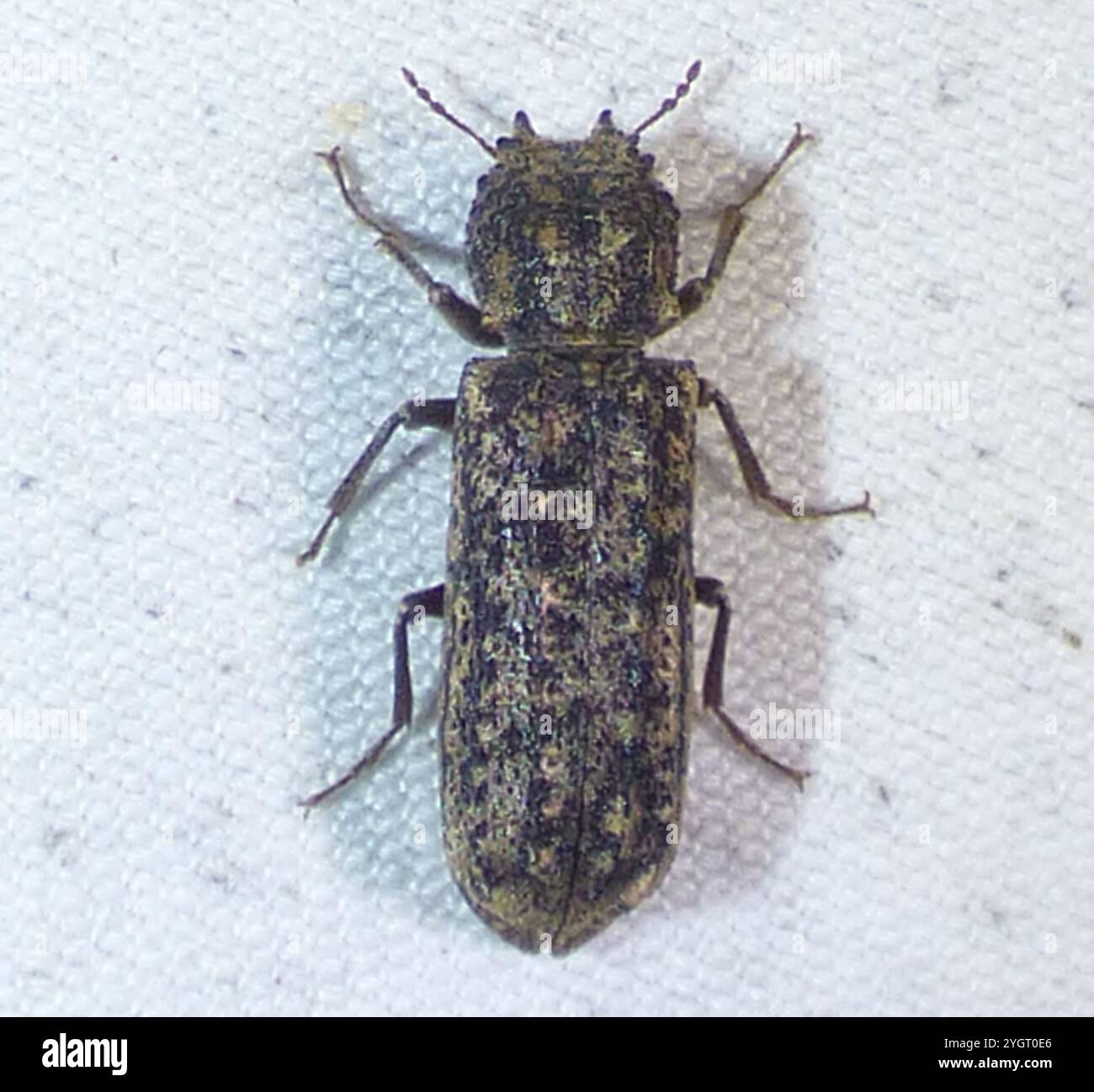 Two-horned Powder-post Beetle (Lichenophanes bicornis Stock Photo - Alamy