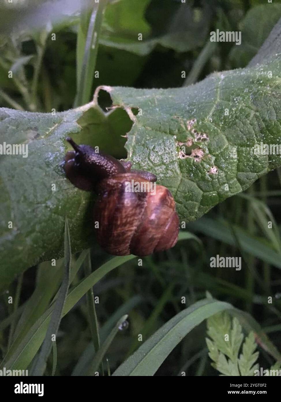 Copse Snail (Arianta arbustorum Stock Photo - Alamy