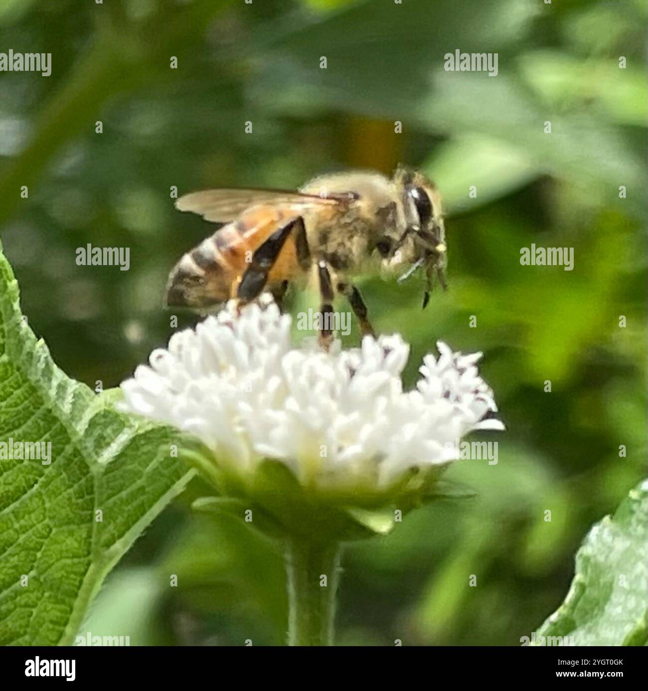 Western Honey Bee (Apis mellifera Stock Photo - Alamy