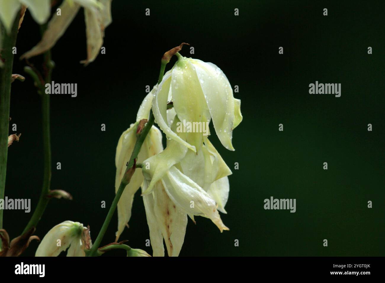 (Yucca filamentosa concava Stock Photo - Alamy