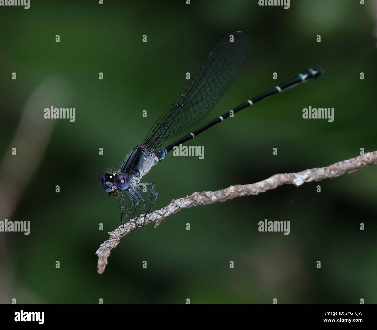 Dusky Dancer (Argia translata Stock Photo - Alamy