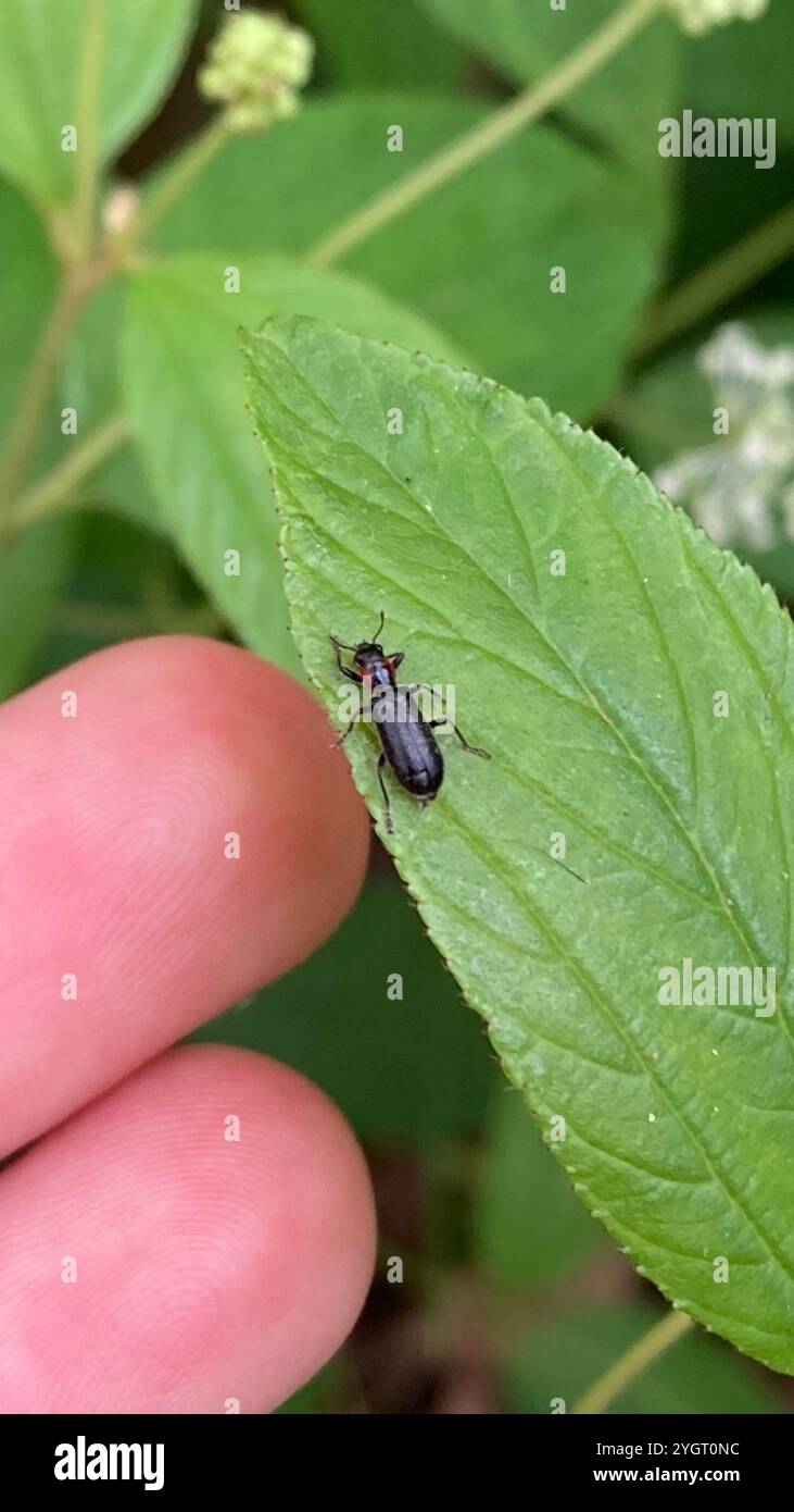 Checkered Beetles (Cleridae Stock Photo - Alamy