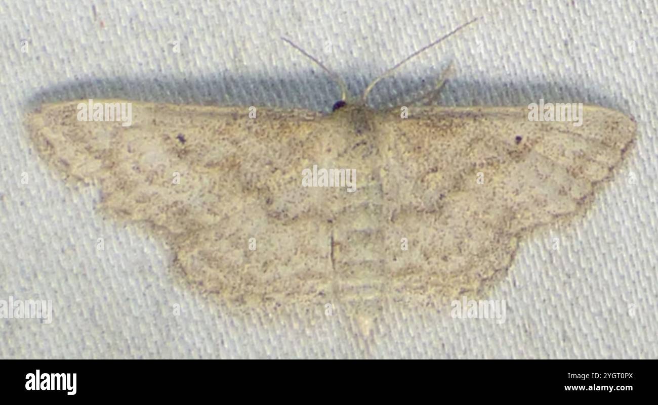 Drab Brown Wave (Lobocleta ossularia Stock Photo - Alamy