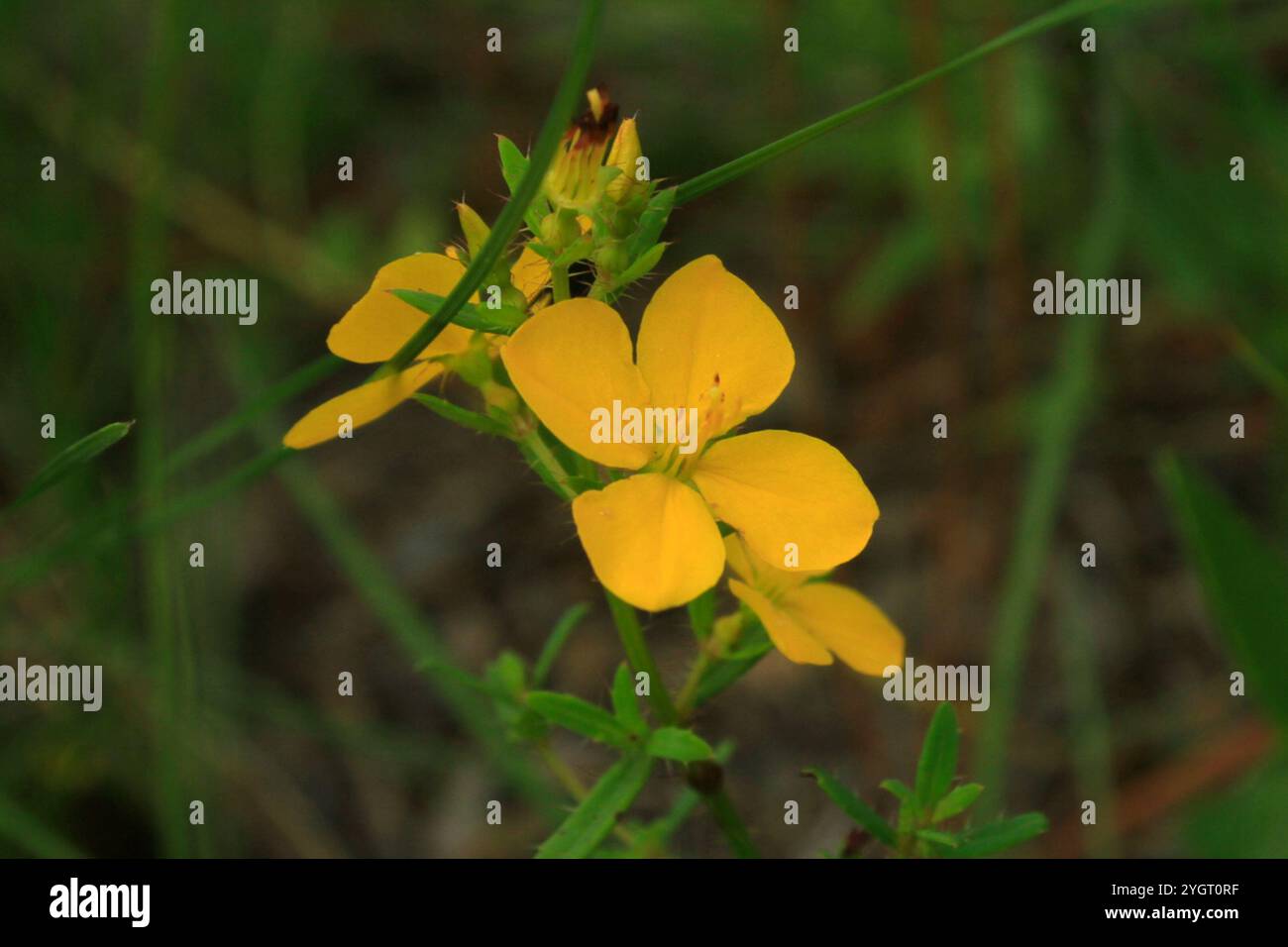 Rhexia lutea hi-res stock photography and images - Alamy