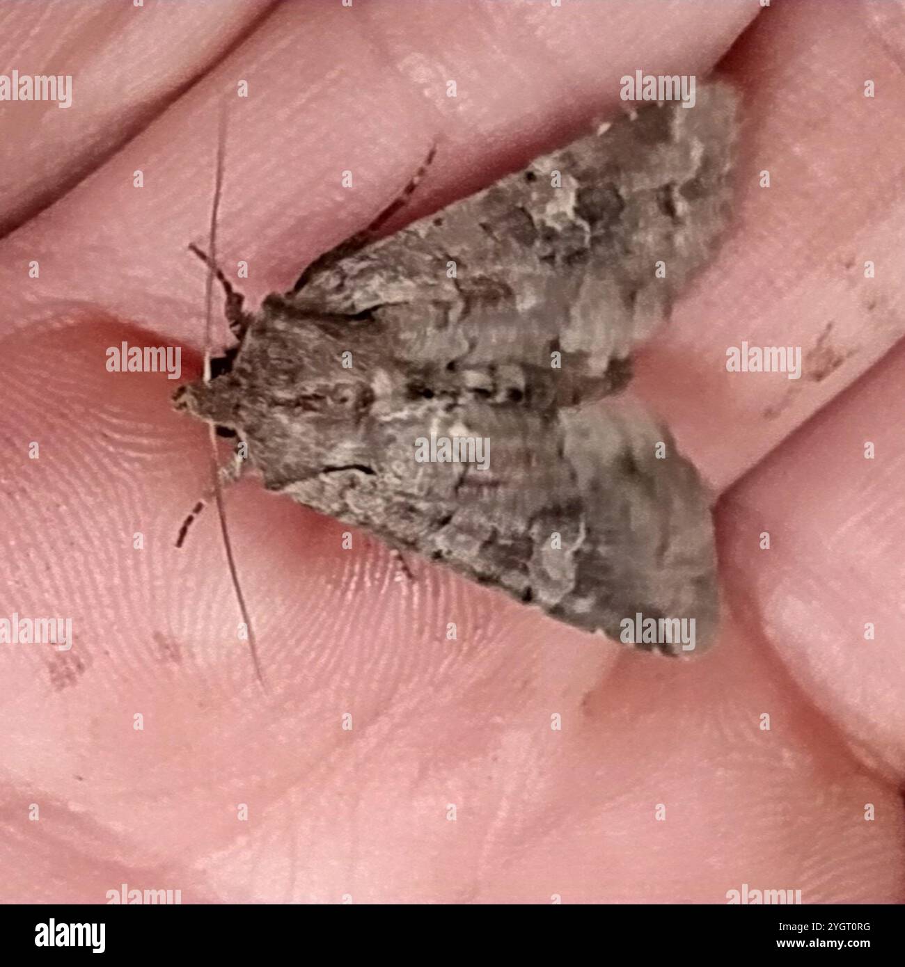 Sordens hi-res stock photography and images - Alamy