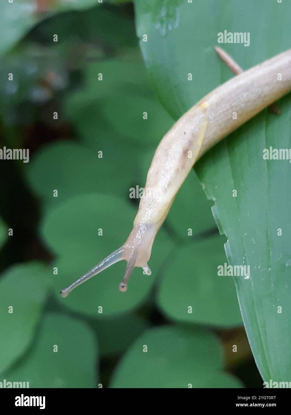 Yellow-bordered Taildropper (Prophysaon foliolatum Stock Photo - Alamy