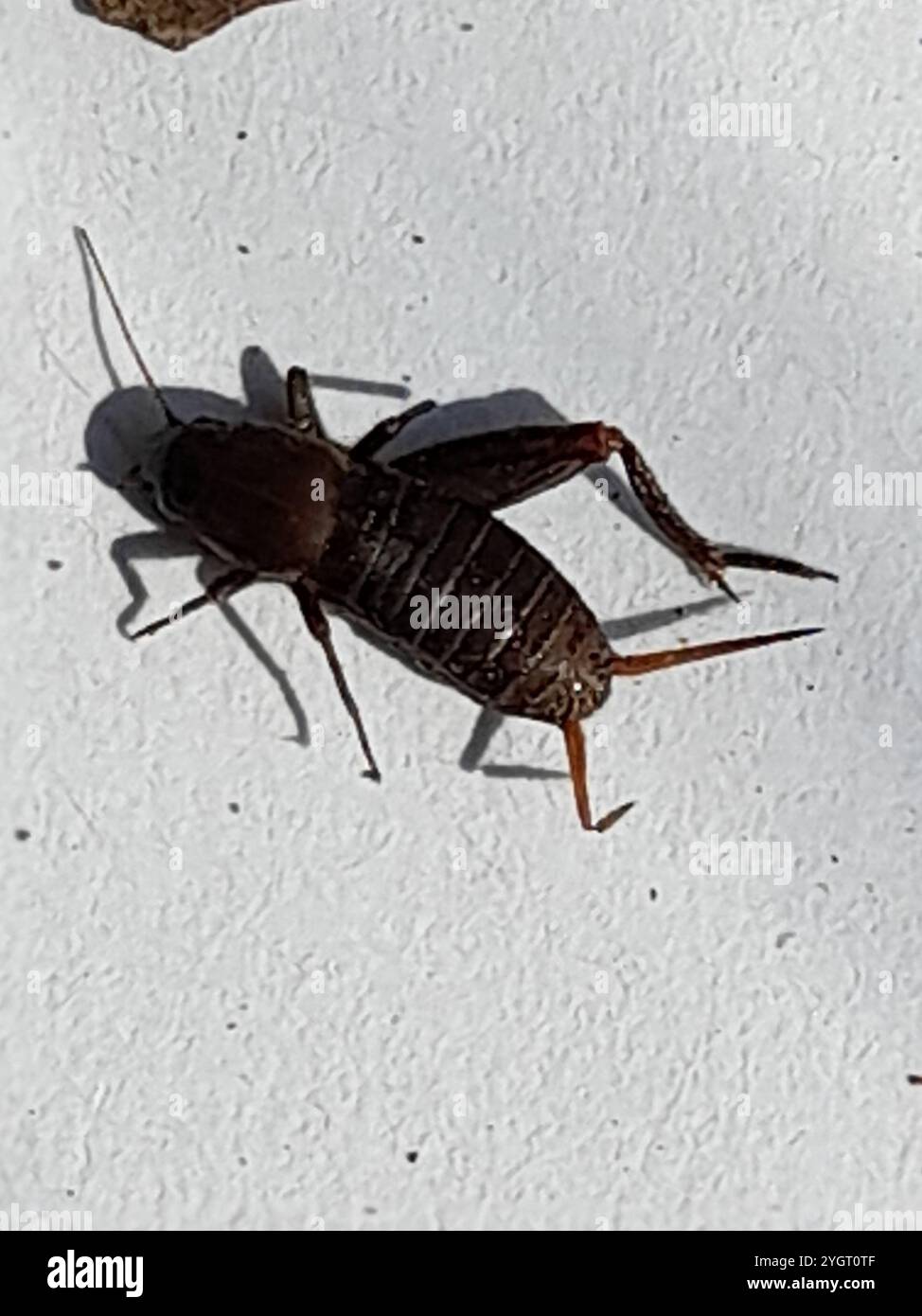 Scale cricket hi-res stock photography and images - Alamy