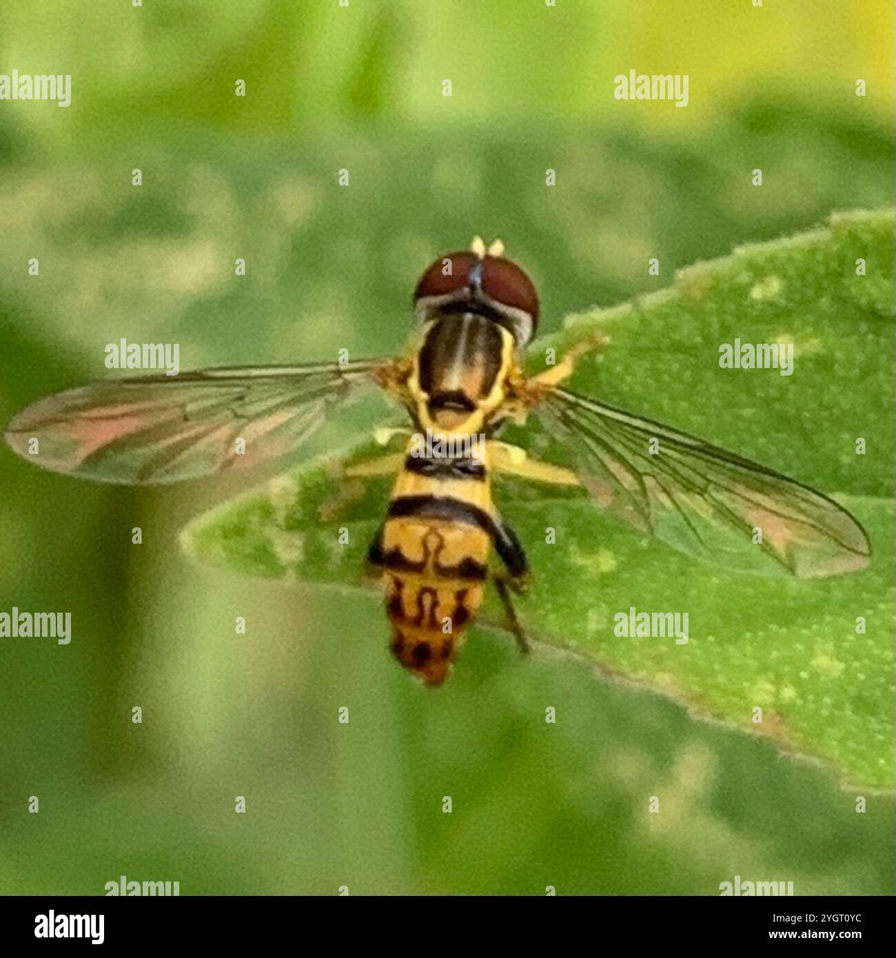 Eastern Calligrapher (Toxomerus geminatus Stock Photo - Alamy