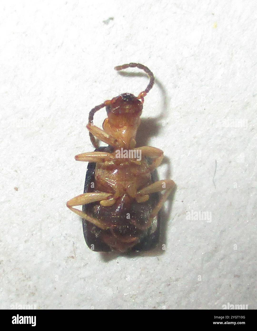 Bombardier Beetles (Brachinus Stock Photo - Alamy