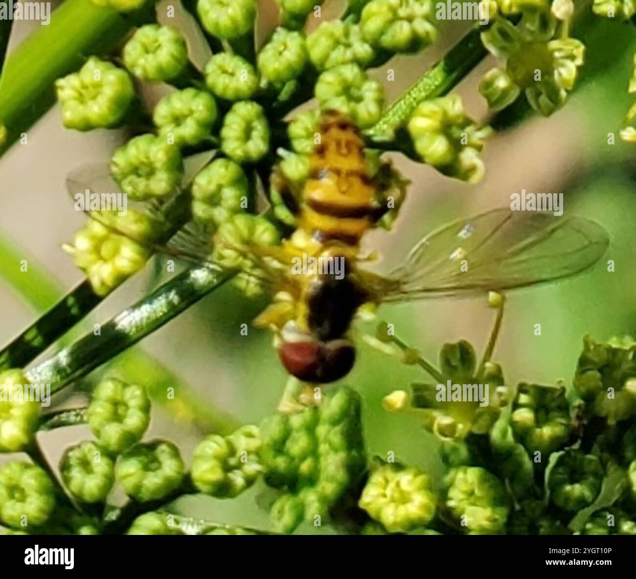 Eastern Calligrapher (Toxomerus geminatus Stock Photo - Alamy