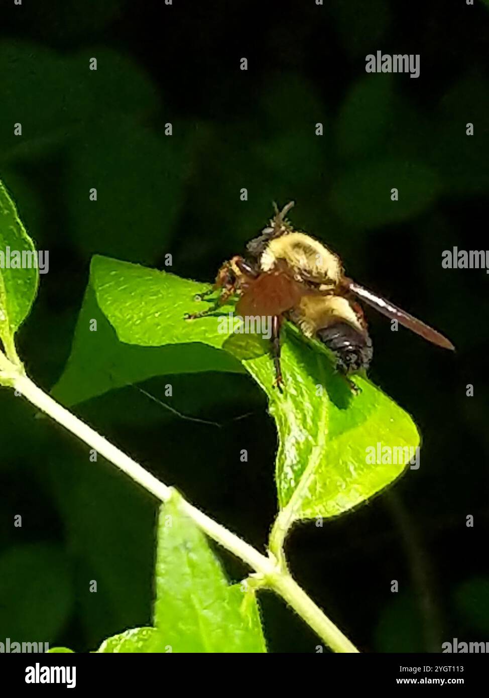 Eastern Yellow-backed Laphria (Laphria thoracica Stock Photo - Alamy