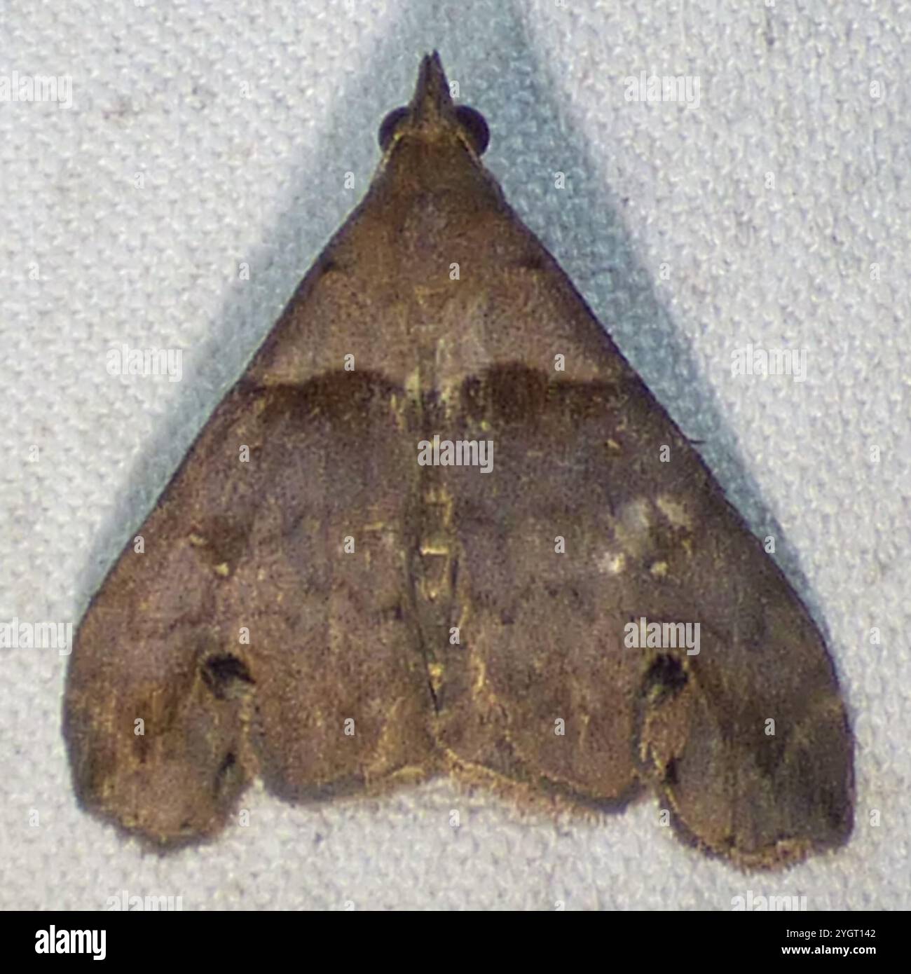 Ambiguous Moth (Lascoria ambigualis Stock Photo - Alamy